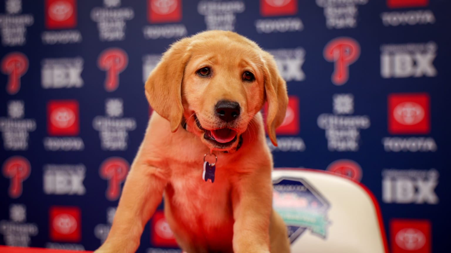 Ya Gotta Believe in Tugger! Phillies’ New Service Pup-in-Training for a ...