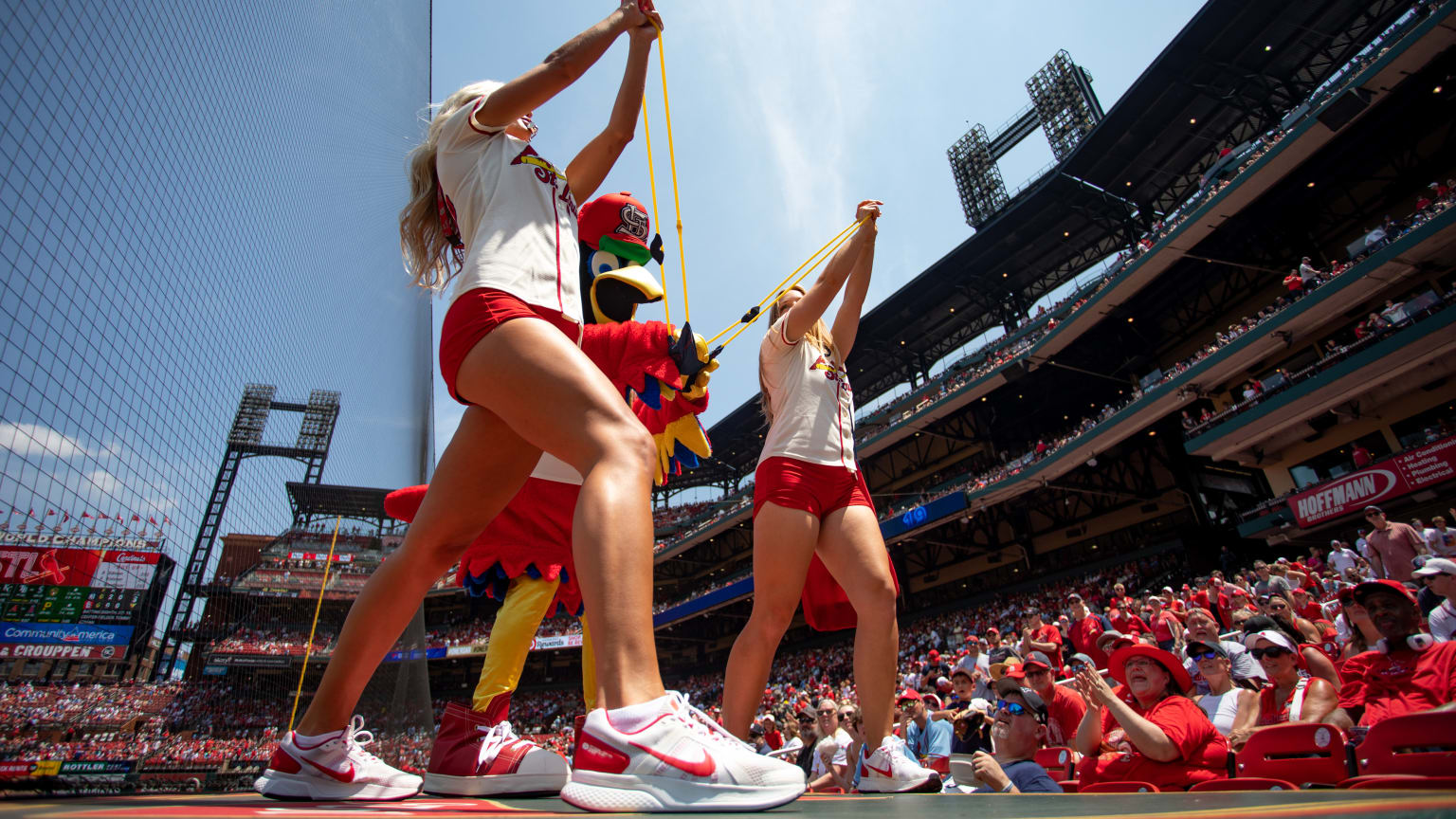 Team Fredbird | St. Louis Cardinals