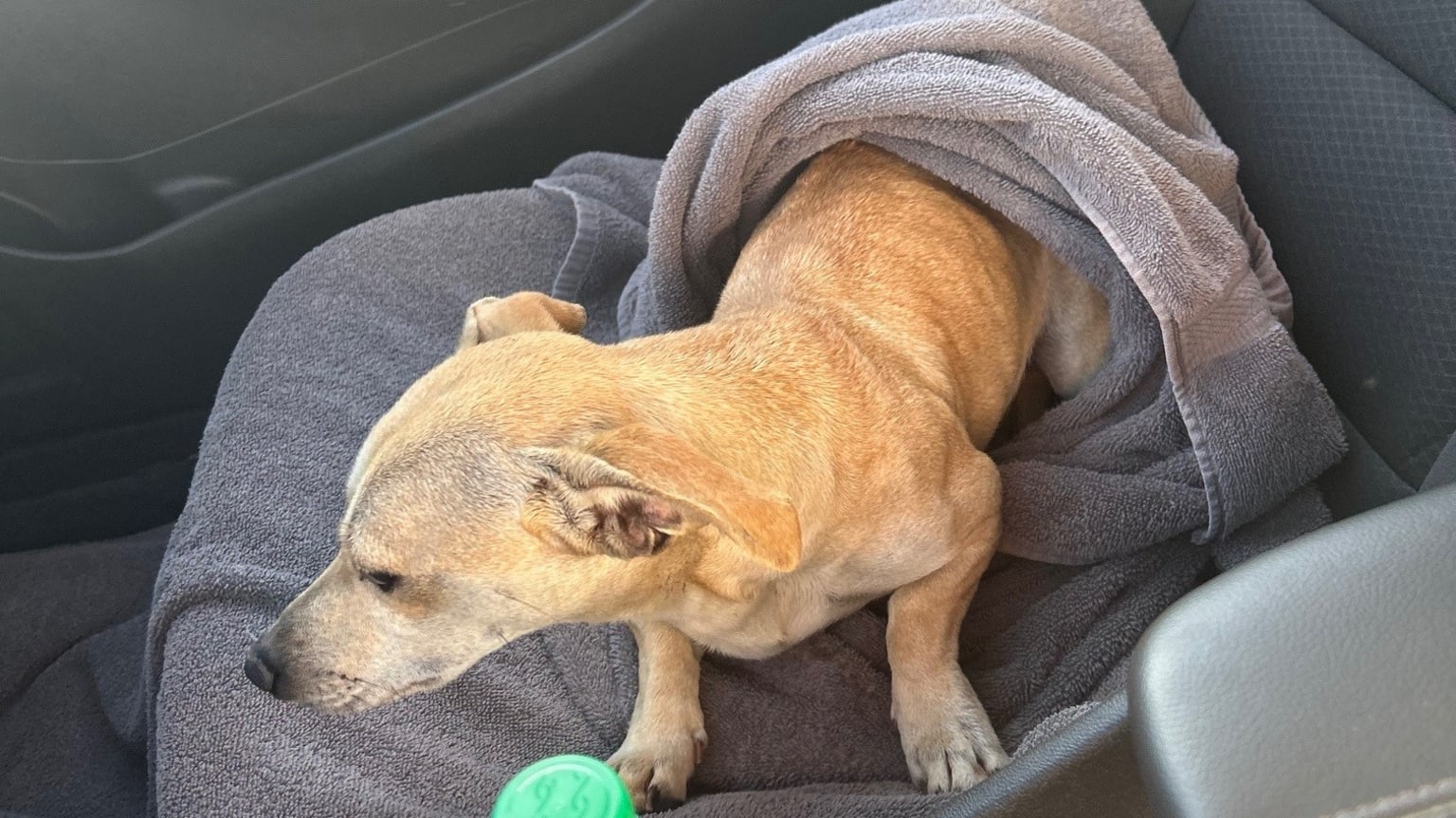 Brewers outfielder Sal Frelick helps save stray dog