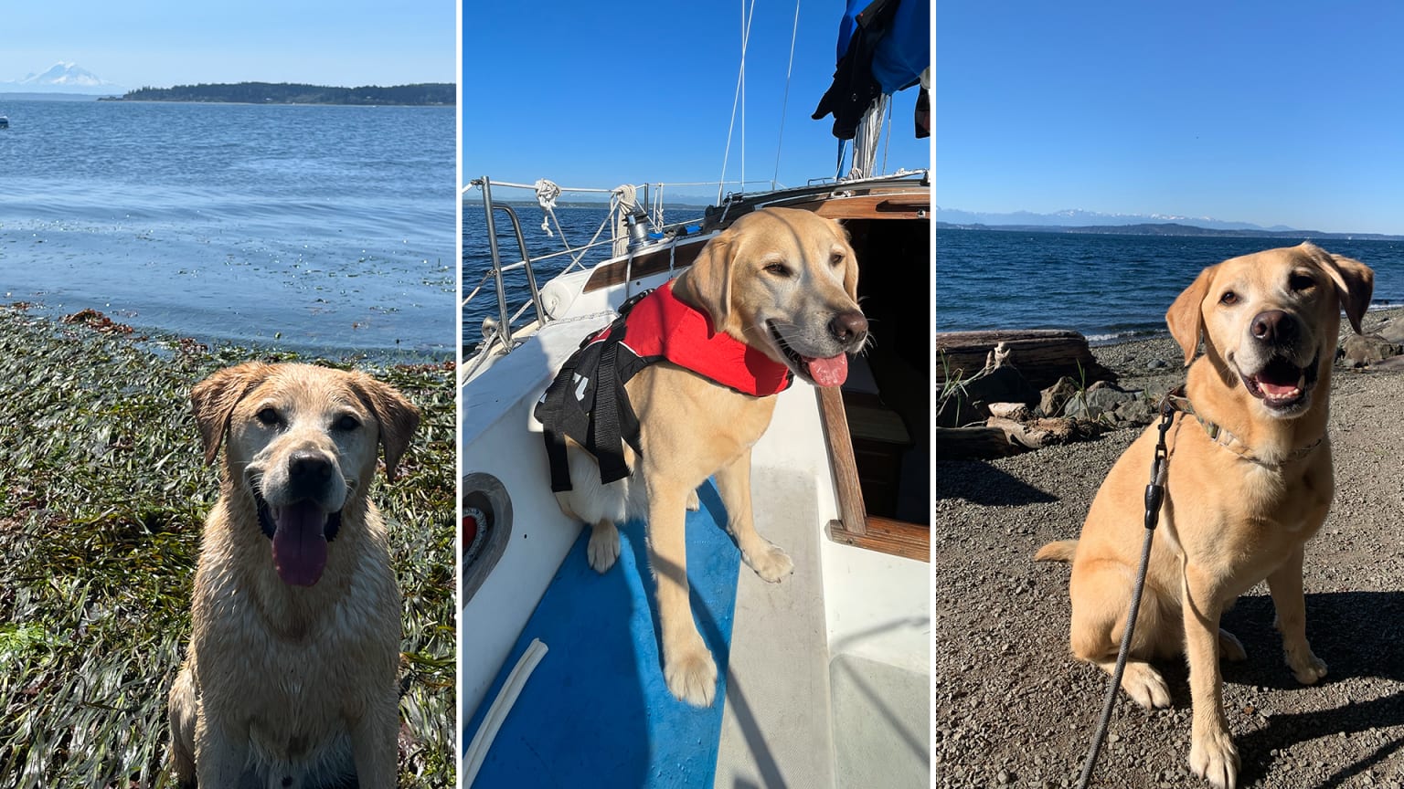 How Mariners' dog Tucker spends Spring Training