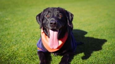 Minor League bat dog retires from Las Vegas team