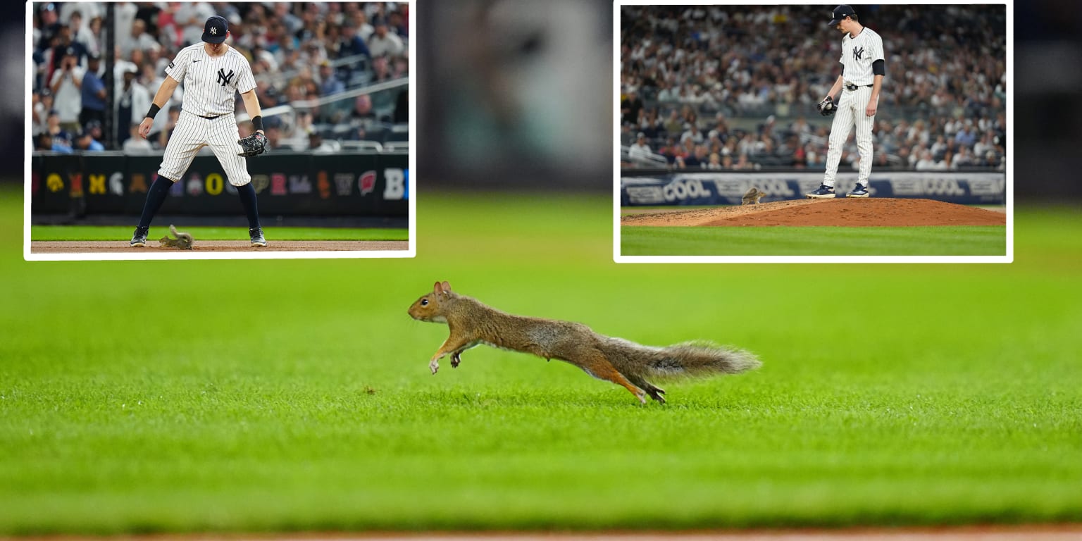 A squirrel takes the field at Yankee Stadium