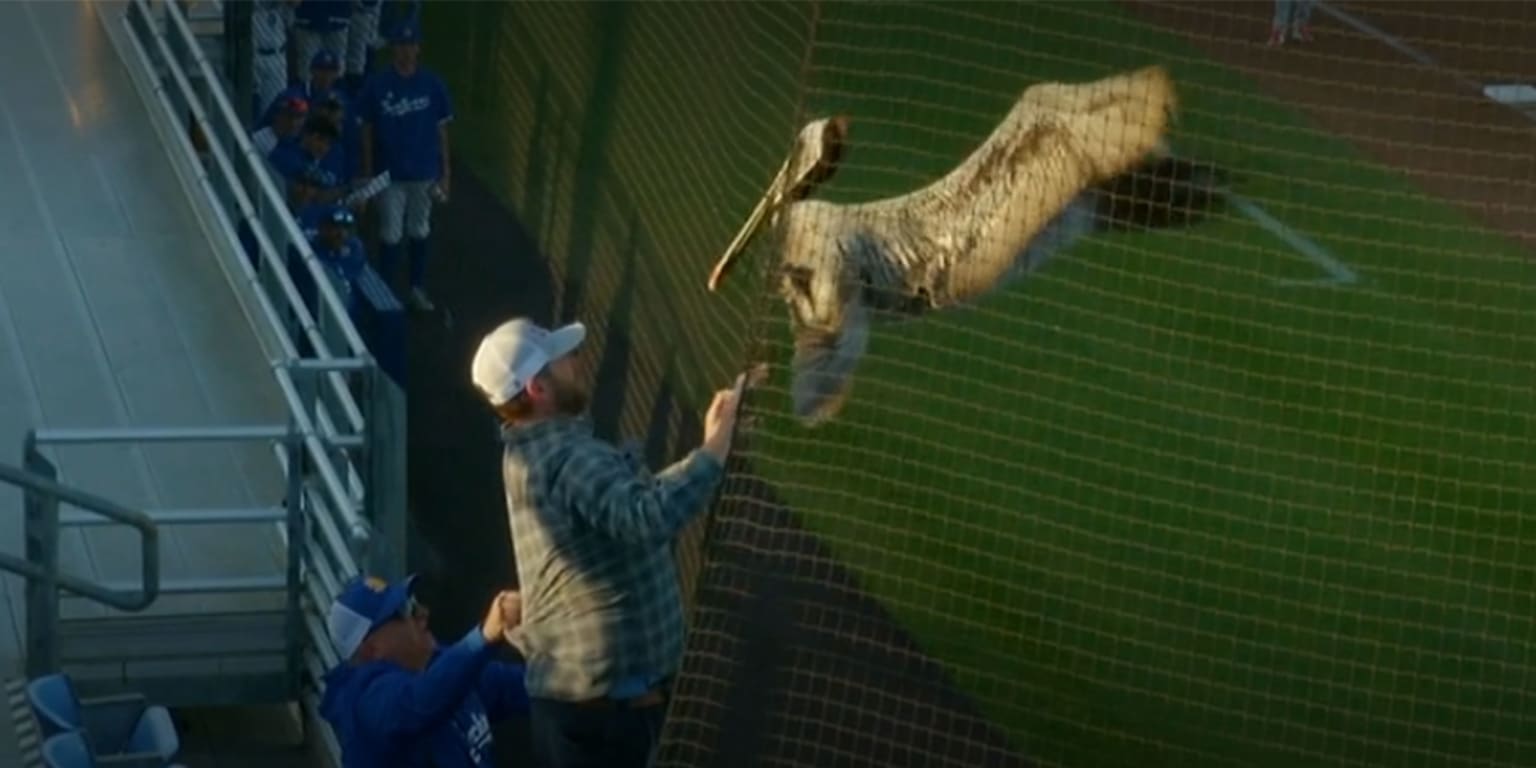 Pelican stuck in netting at college baseball game