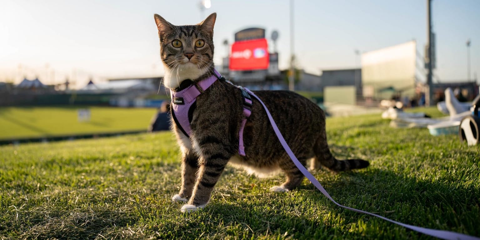 Baseball Traveler visits Omaha Storm Chasers