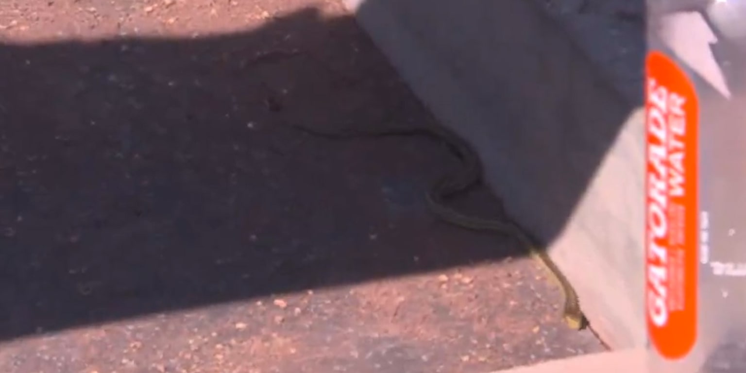 Dodgers have snake in dugout during NLCS Game 2