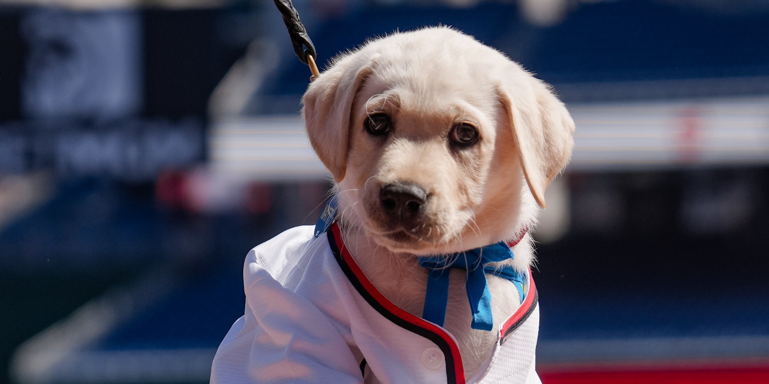 Nationals debut new team dog at Friday's game