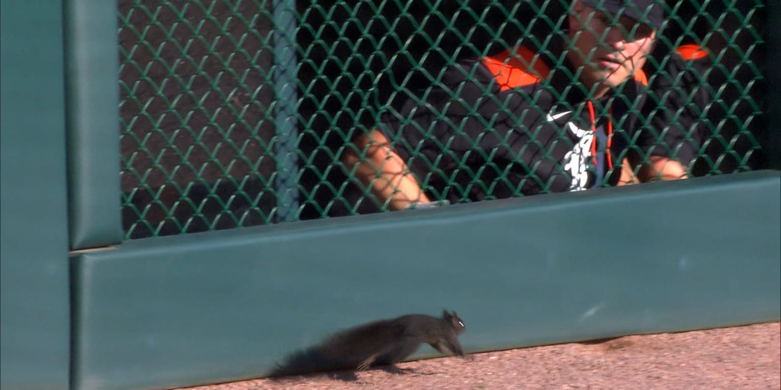 Squirrel on field in Detroit scares Tigers reliever in bullpen
