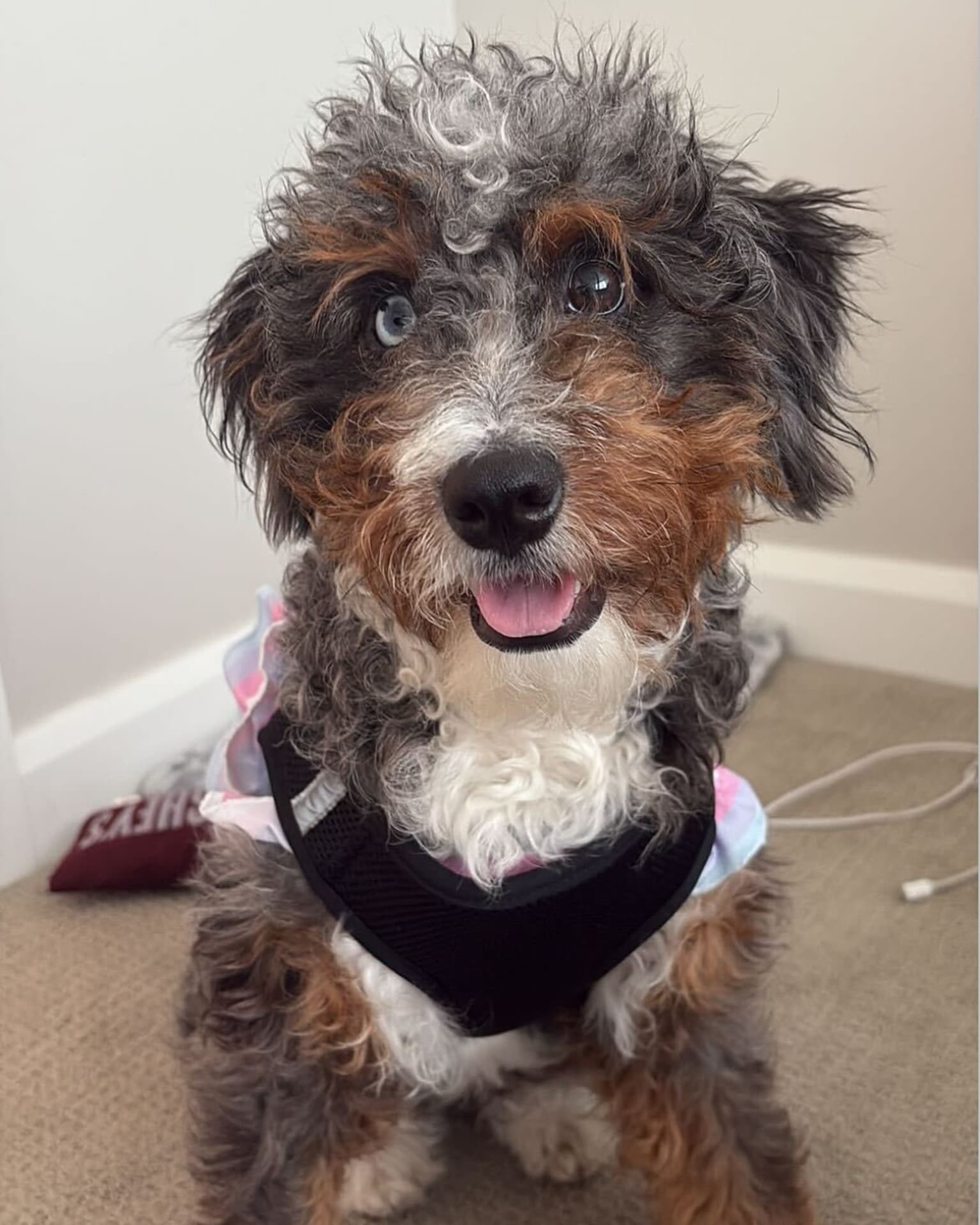 Brayan Rocchio's goal is to help animals