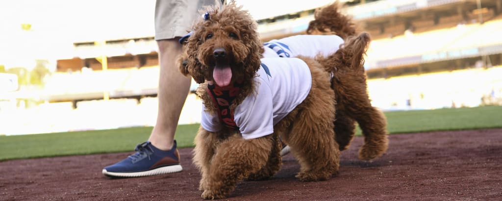 Pups in the Park | Los Angeles Dodgers