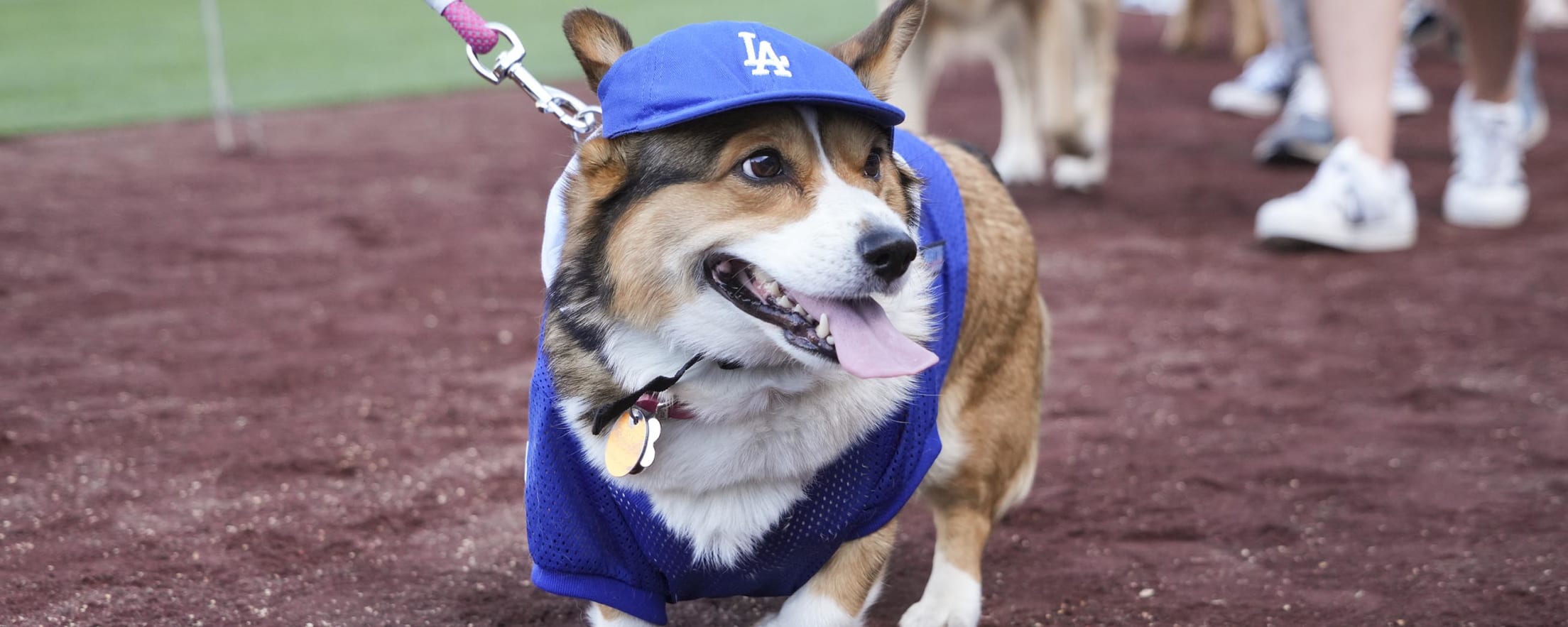 Pups in the Park | Los Angeles Dodgers