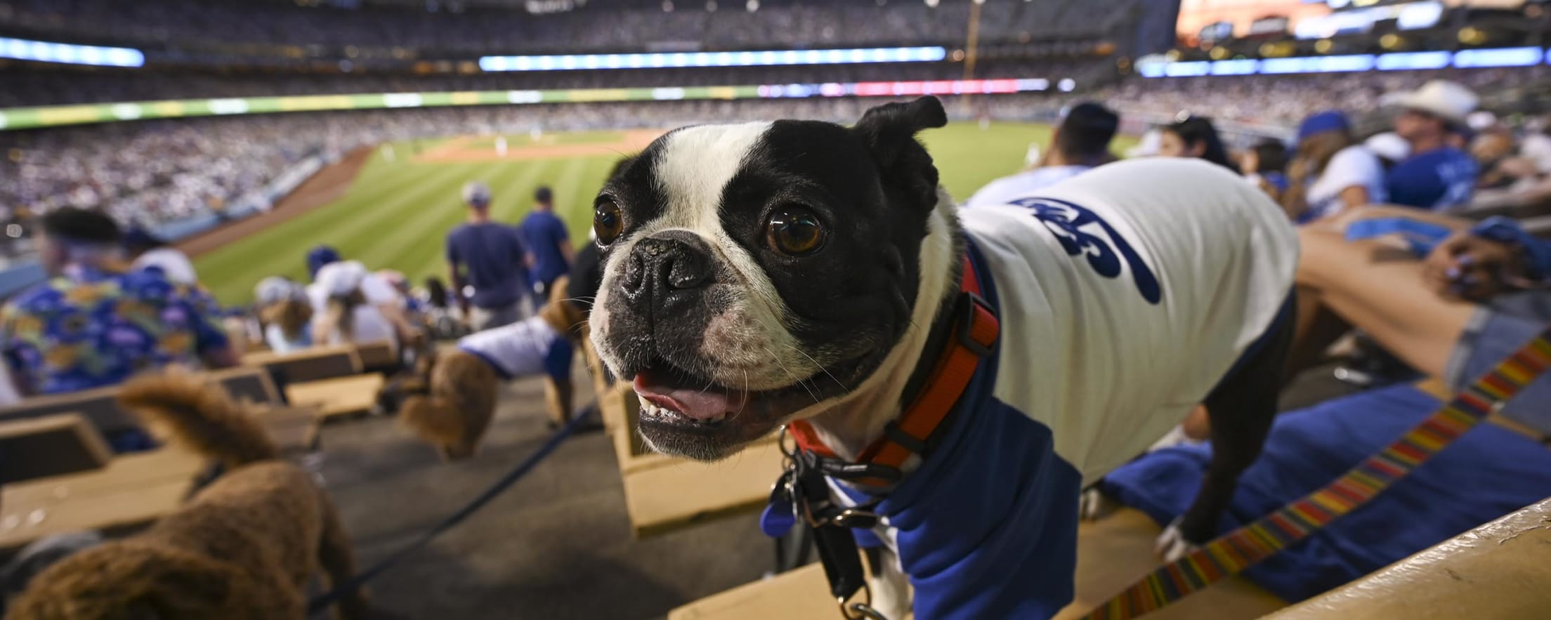 Pups in the Park | Los Angeles Dodgers