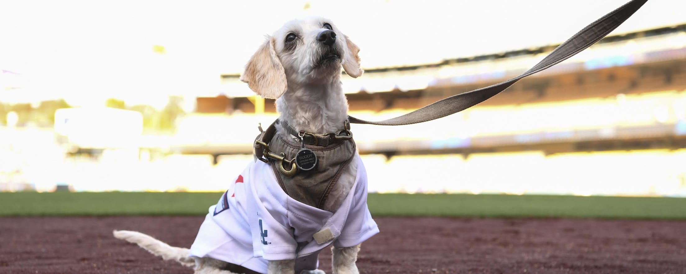 Pups in the Park | Los Angeles Dodgers