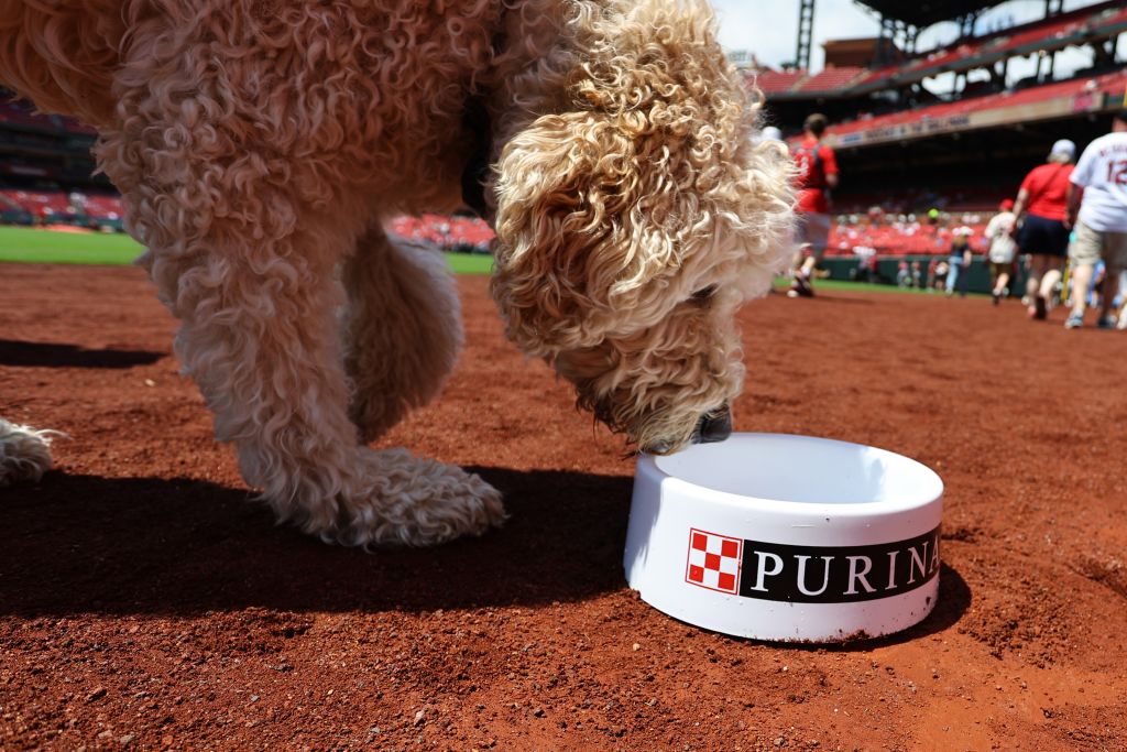 Pooches in the Ballpark | St. Louis Cardinals