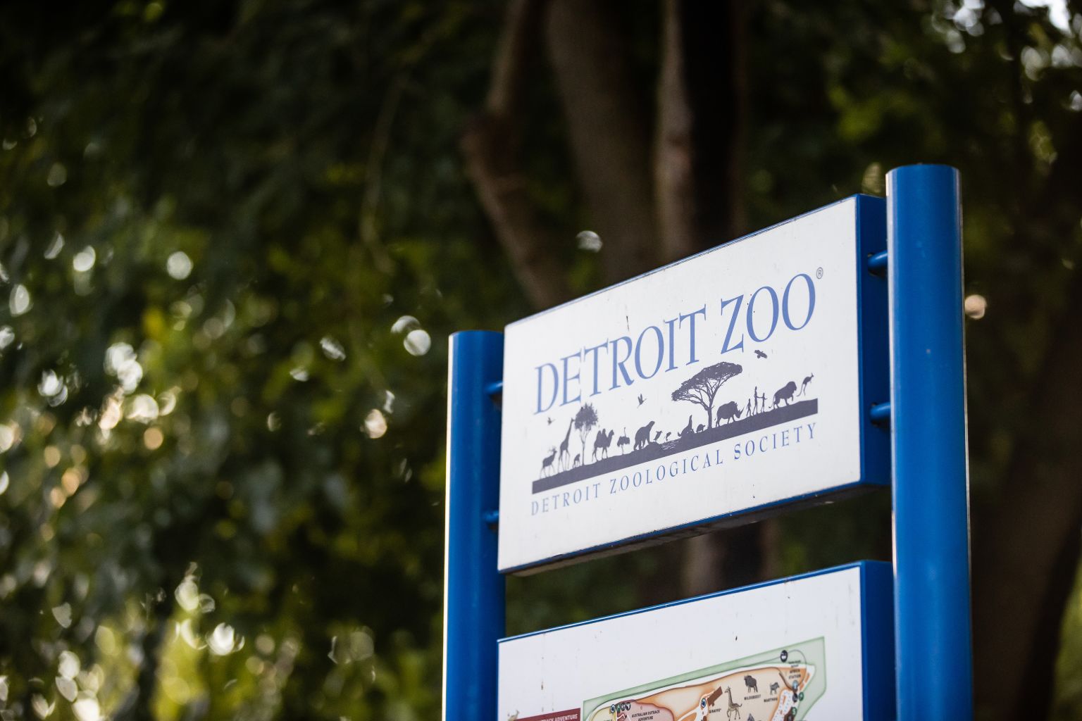 2022 Detroit Zoo | Detroit Tigers | Detroit Tigers