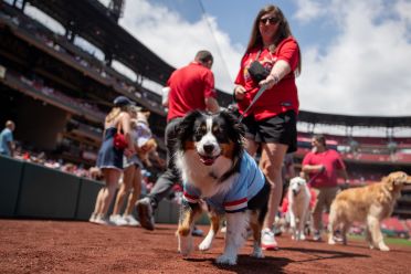 Pooches in the Ballpark | St. Louis Cardinals